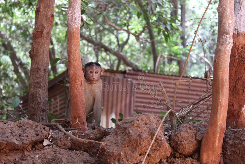 Innocent baby monkey stock photo. Image of tree, branch - 192219356