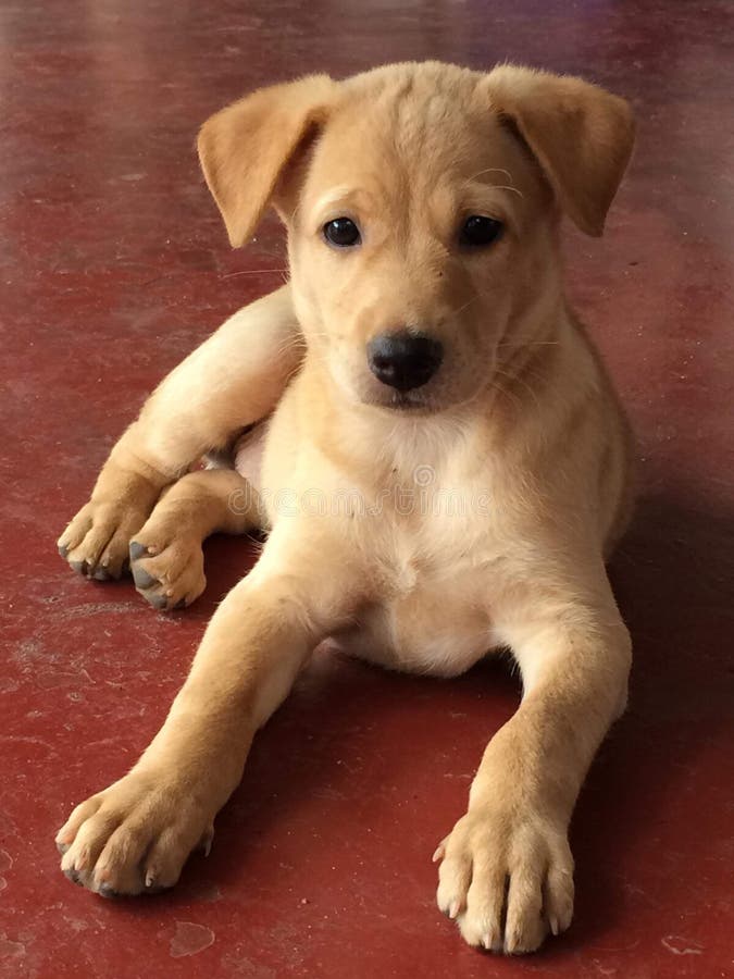 Innocent Puppy Facing Camera Stock Photo - Image of curiosity, front ...
