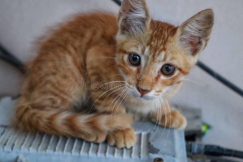 Innocent cat stock photo. Image of kitten, carnivore - 228970620