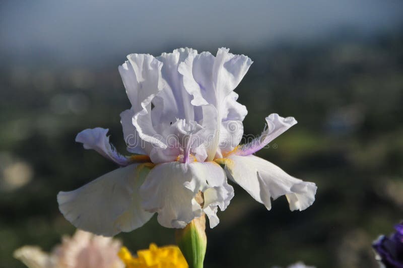 Iris Garden Series â€“ Icy Lavender Space Age Bearded Iris Innocent ...