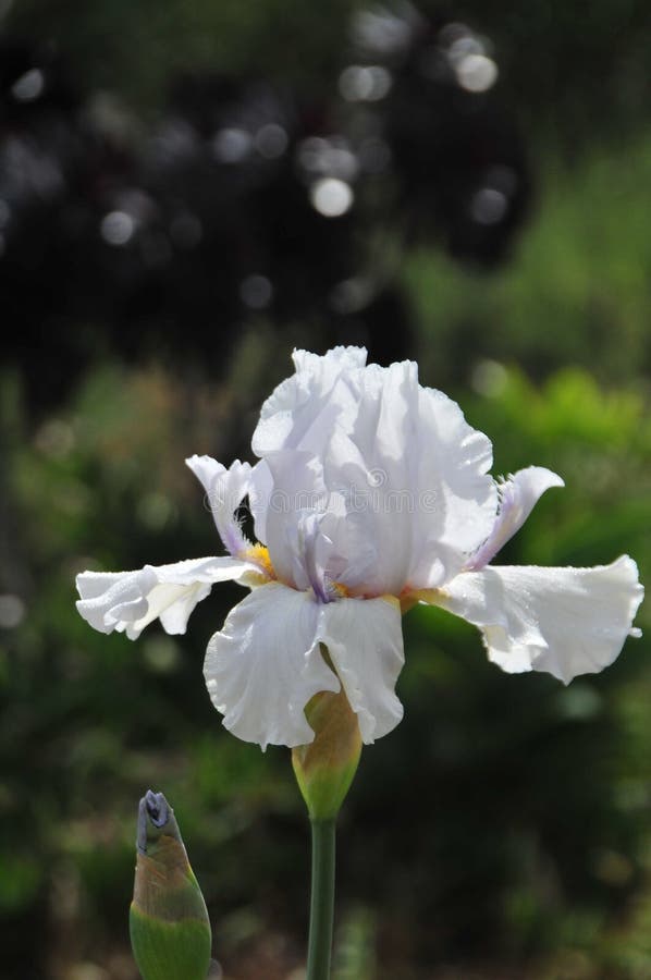 Iris Garden Series â€“ Icy Lavender Space Age Bearded Iris Innocent ...