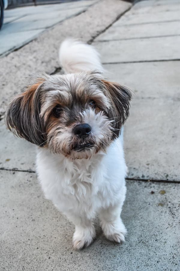 4,990 Innocent Dog Stock Photos - Free & Royalty-Free Stock Photos from ...