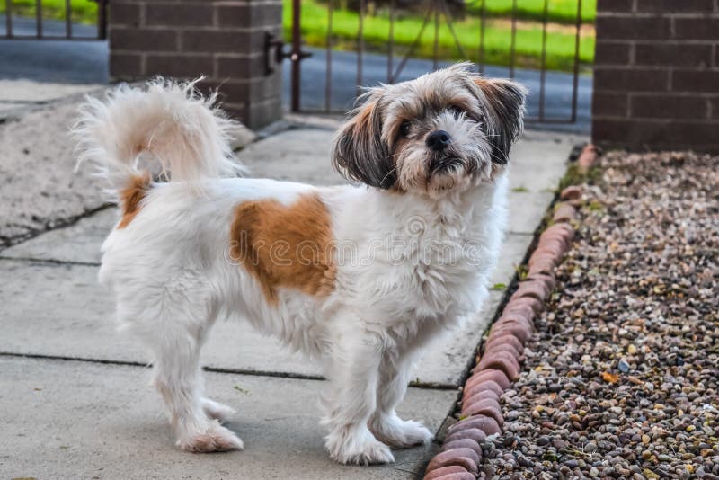 Innocent dog stock photo. Image of front, looking, pedigree - 93031476