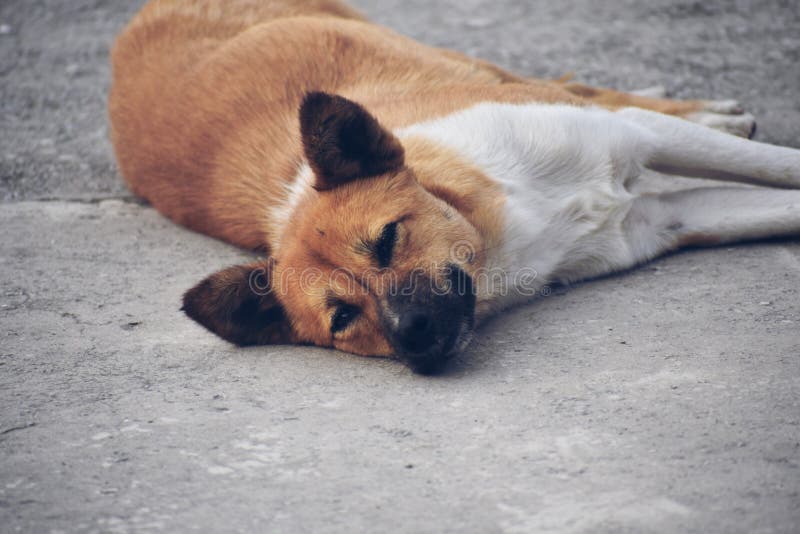 Innocent dog stock photo. Image of innocent, love, pets - 135882566