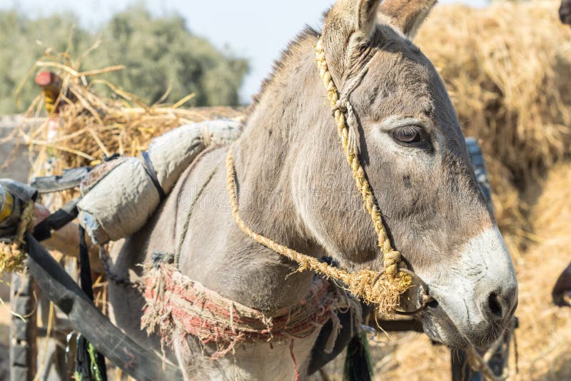 An Innocent Donkey Feeling Tired Cause of Over Burden of Work Stock ...