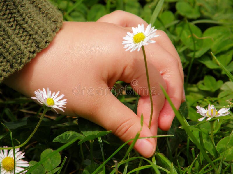 Innocent hand stock photo. Image of hand, flower, child - 9117034