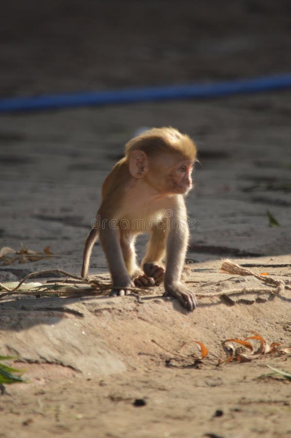 Innocent stock image. Image of baby, mother, searching - 108935817