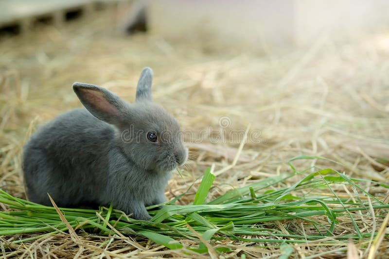 Innocent rabbit stock photo. Image of grass, bunny, intelligent - 2118706