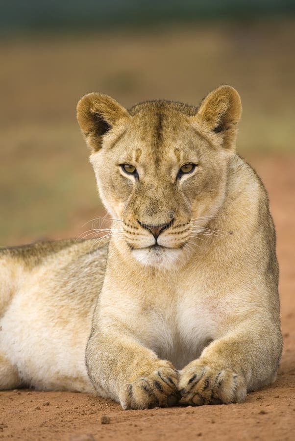 Innocent Look Picture. Image: 5364276