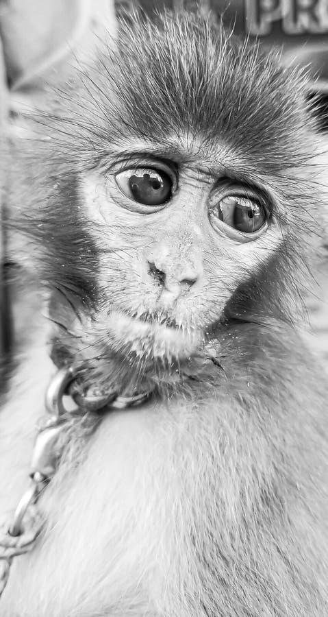 An Innocent Monkey Chained . Stock Photo - Image of cercopithecus ...