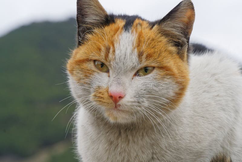 Innocent Cat stock photo. Image of animals, animal, sweet - 109147202