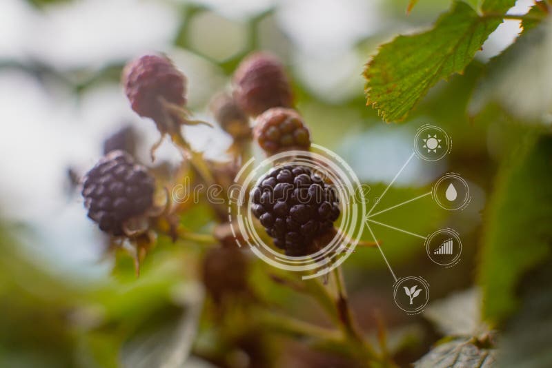 Innovation Smart Agriculture Farm System. Use Artificial Intelligence ... Innovation Smart Agriculture Farm System. Use Artificial Intelligence ...
