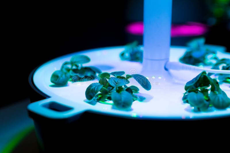Innovative System for Growing Sprouts with Artificial Light in a Stock ...