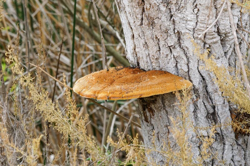 Inonotus Fungus Growing on the Trunk of Tree. Stock Photo - Image of ...