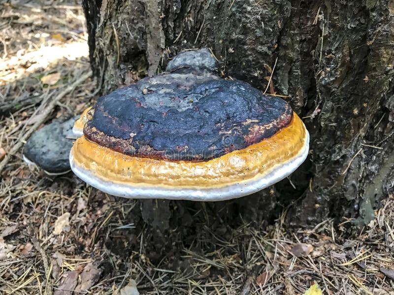 468 Inonotus Obliquus Photos - Free & Royalty-Free Stock Photos from ...