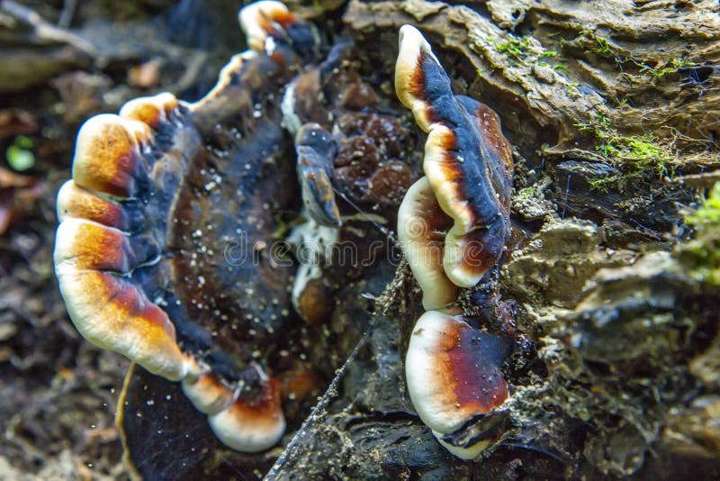 Inonotus Radiatus Fungus on the Tree Stock Image - Image of obliquus ...