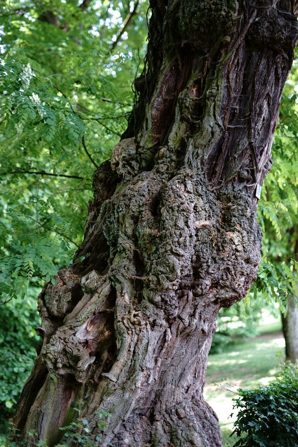 Bulge Stock Photos - Download 1,589 Royalty Free Photos