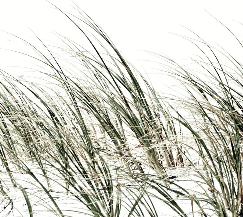 Duingras stock foto. Image of gras, sluit, baai, oceaan - 40745110