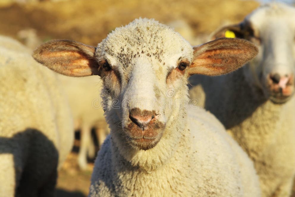 Inquiring look. stock photo. Image of sheep, nature, grass - 16107566