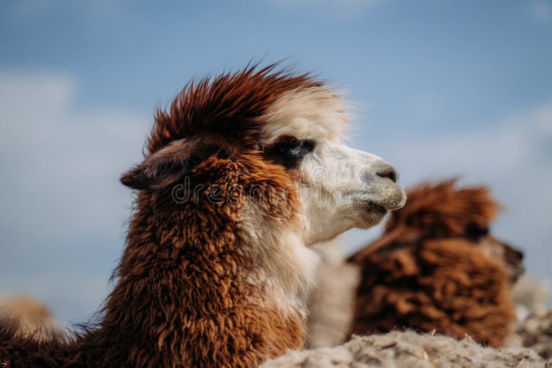 An Inquisitive Alpaca Posing for a Photo Stock Image - Image of grass ...