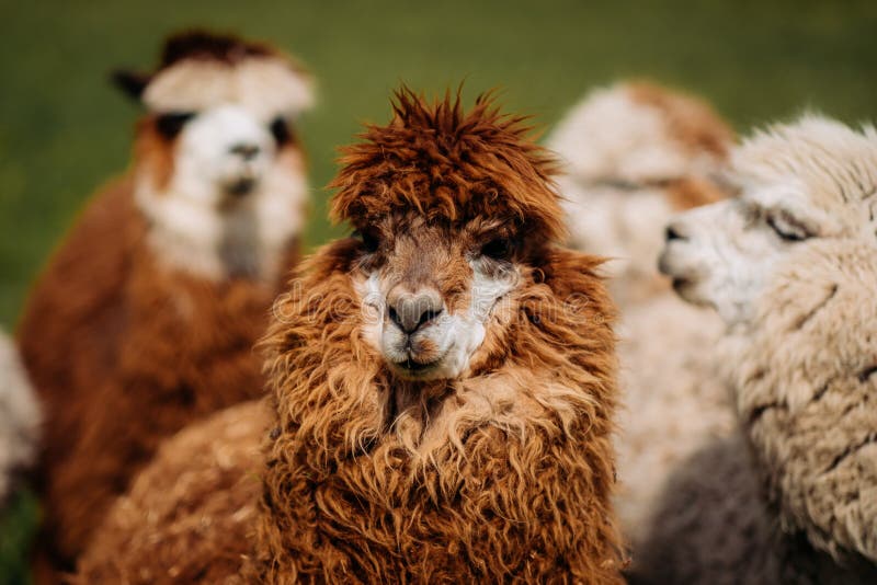 An Inquisitive Alpaca Posing for a Photo Stock Photo - Image of wool ...