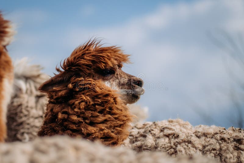 An Inquisitive Alpaca Posing for a Photo Stock Image - Image of mammal ...