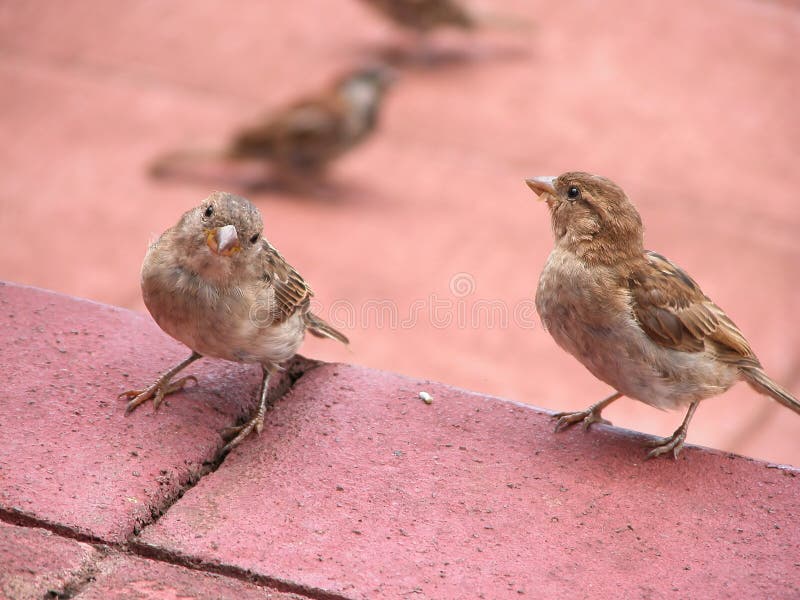 Small Bird Polkichcha Picture. Image: 819090