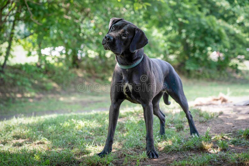 Inquisitive Black Sheep stock image. Image of meadow - 77854983