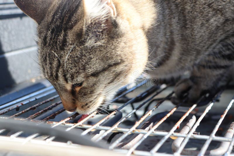 An Inquisitive Cat Adventurously Exploring a Grill while Basking in the ...