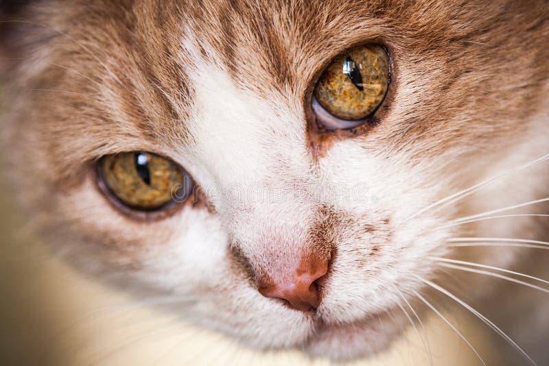 Inquisitive cat face stock image. Image of macro, kitty - 27251717