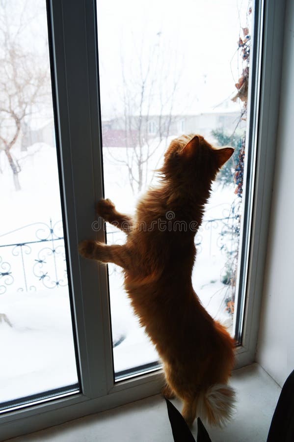 Inquisitive Cat on a Window Stock Photo - Image of cold, sitting: 87287962