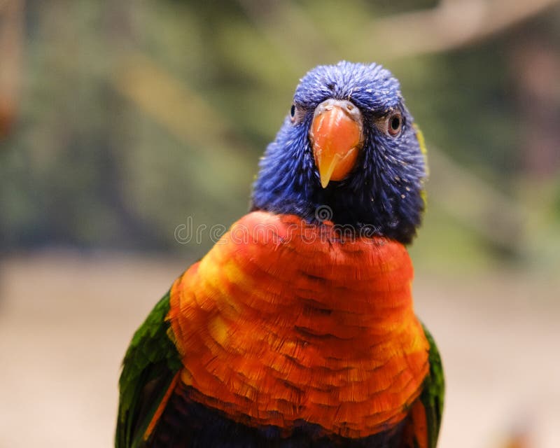 An Inquisitive Colourful Parrot Bird Looking Straight at the Camera ...