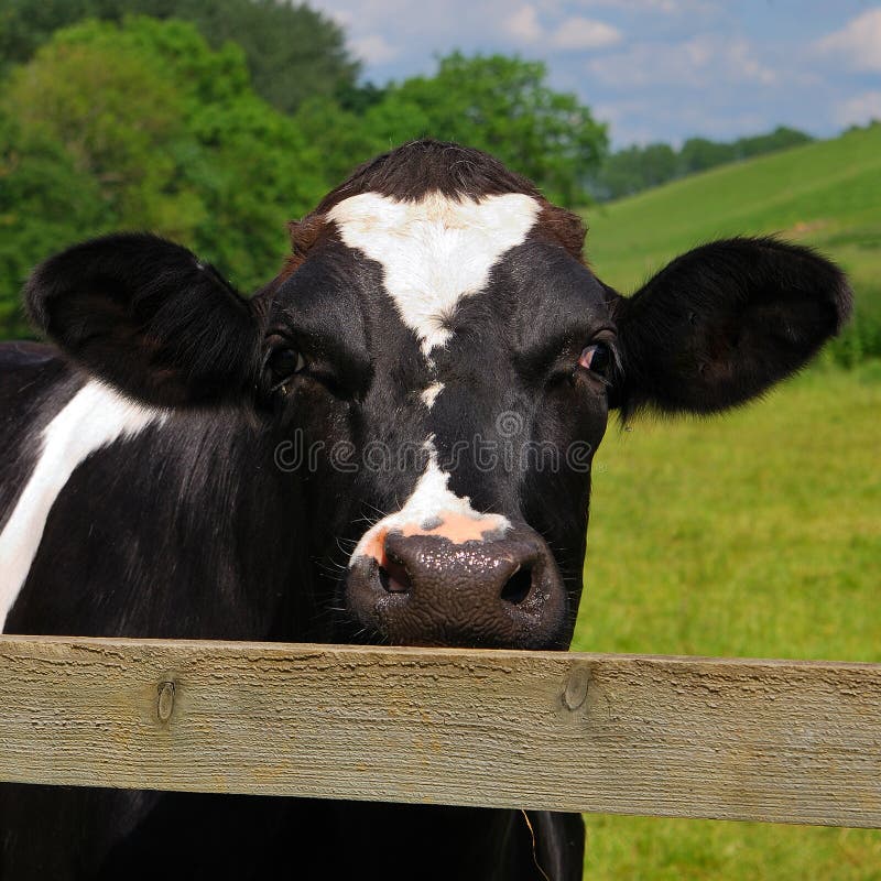 Inquisitive: Peering through a Picket Fence Stock Image - Image of boys ...