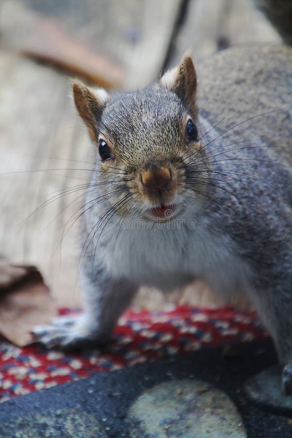 Inquisitive Eastern Grey Squirrel Face Close Up Stock Image - Image of ...