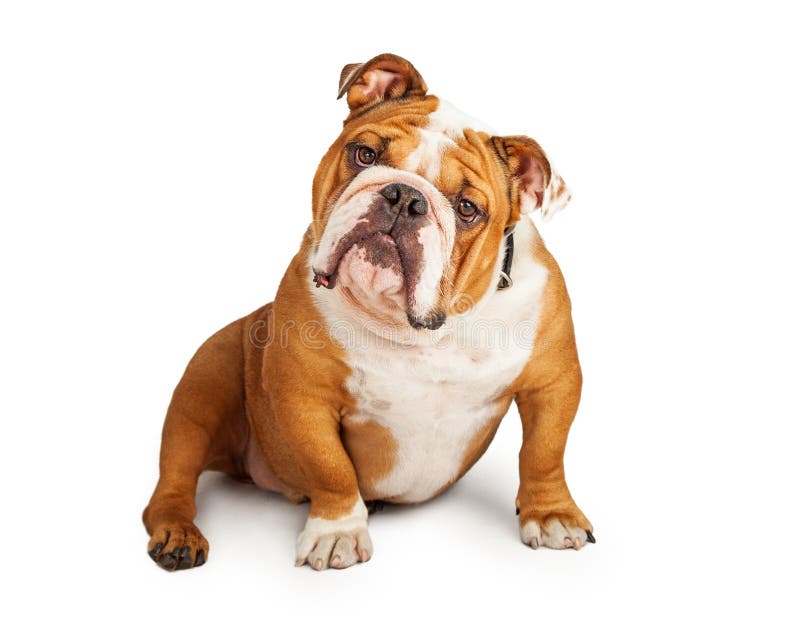Inquisitive English Bulldog Sitting at an Angle Stock Photo - Image of ...