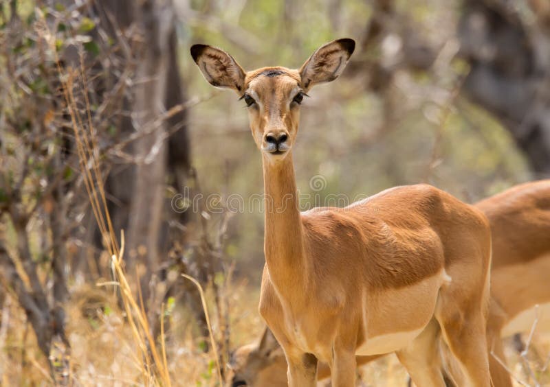 Female Impala grazing stock image. Image of gazelle, scenery - 64991313