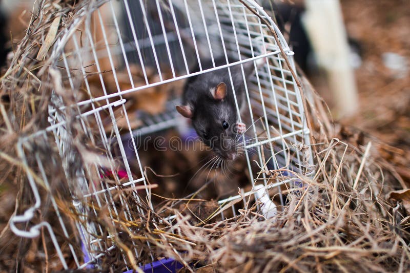 Inquisitive glance rodent stock image. Image of snout - 28345003