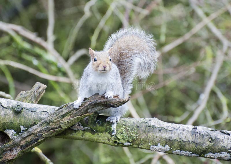Inquisitive Grey Squirrel stock image. Image of cheeky - 85263417