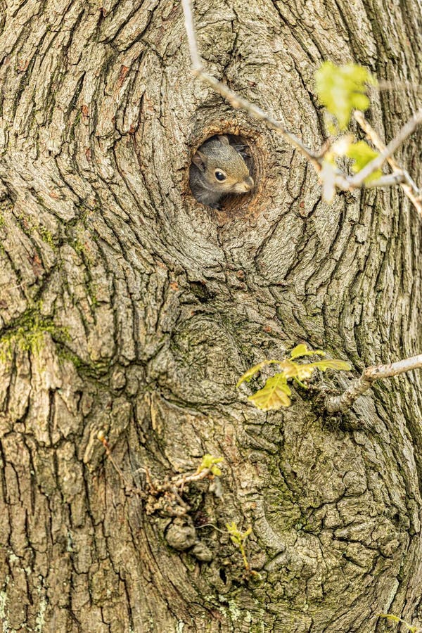 Inquisitive Grey Squirrel Perched in a Hole in a Tree, Surrounded by ...