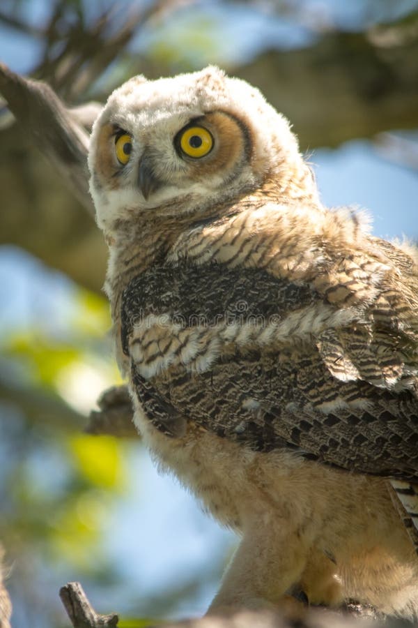 Inquisitive stock image. Image of stance, inquisitive - 54333611