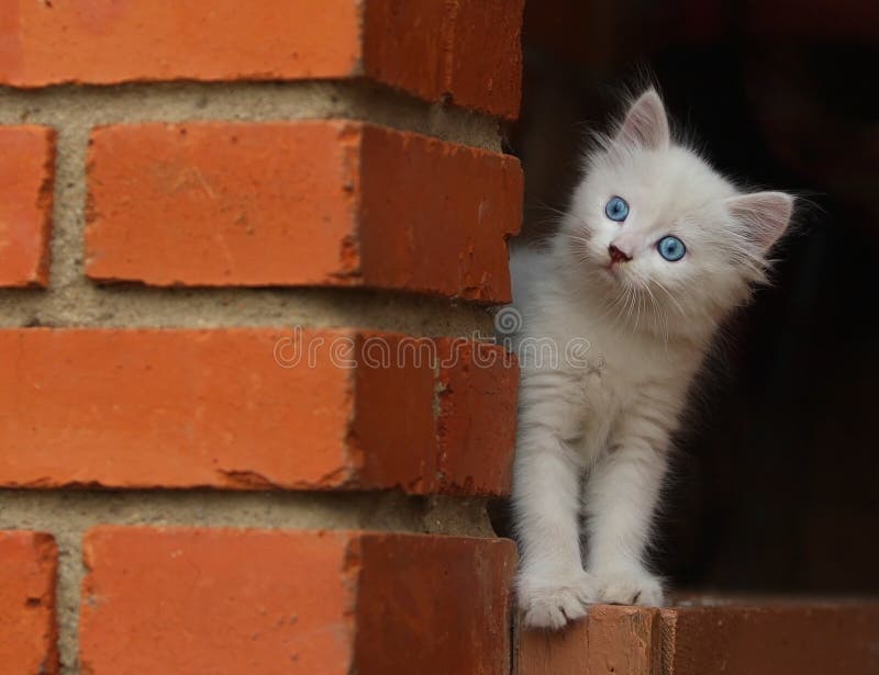 Inquisitive kitten stock photo. Image of house, white - 21776524
