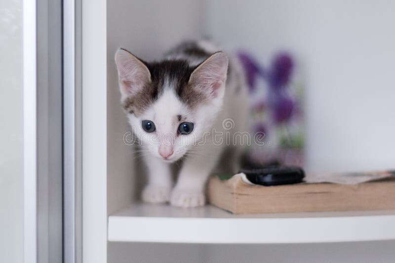 Inquisitive kitten stock image. Image of healthy, kitten - 65413753