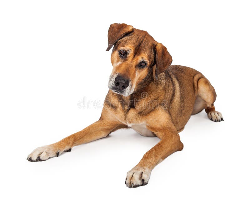 Inquisitive Large Mixed Breed Dog Laying Stock Image - Image of shot ...