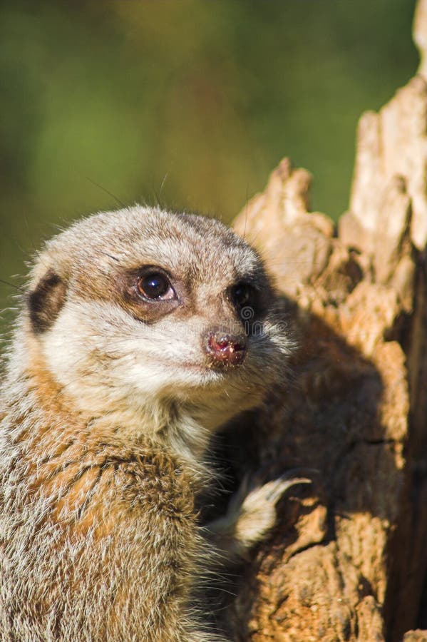 Inquisitive Meerkat Sitting Stock Image - Image of undecided, desert ...
