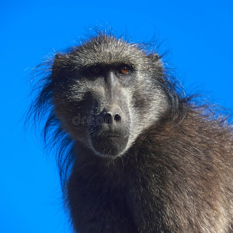 A Monkey that is Sitting Down Looking Around with Its Hair Blowing in ...