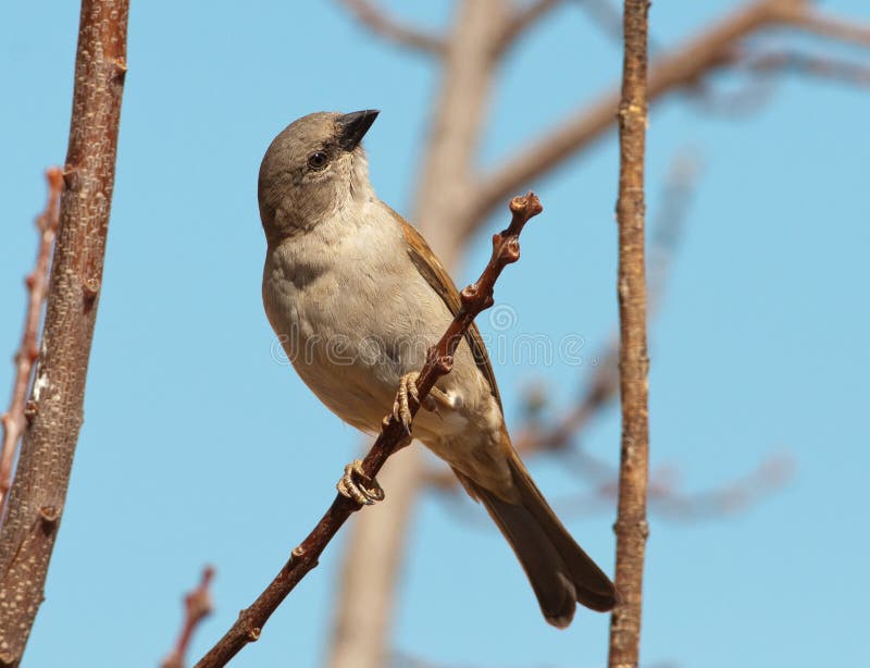 Inquisitive Mossie Stock Photos - Free & Royalty-Free Stock Photos from ...