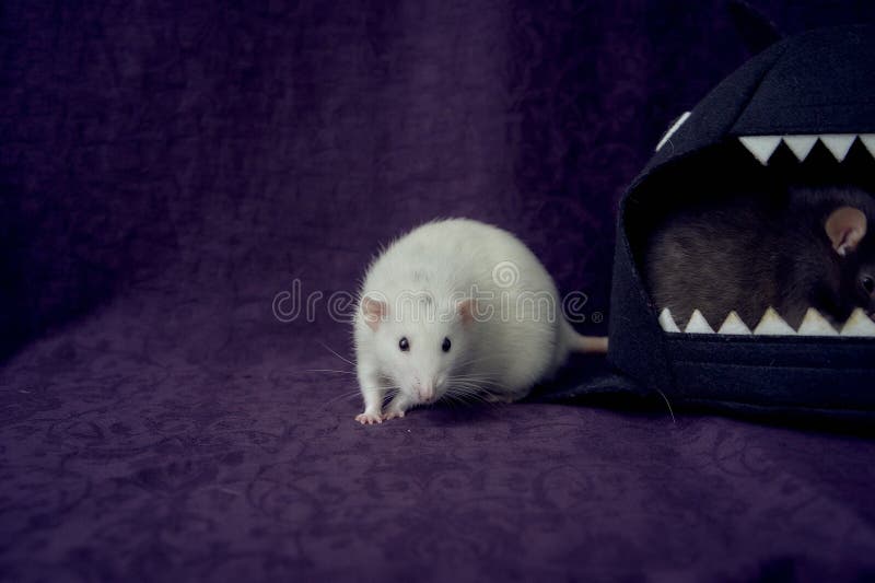 Inquisitive Pet Rats Run Around the Bed, a House in the Shape of a ...