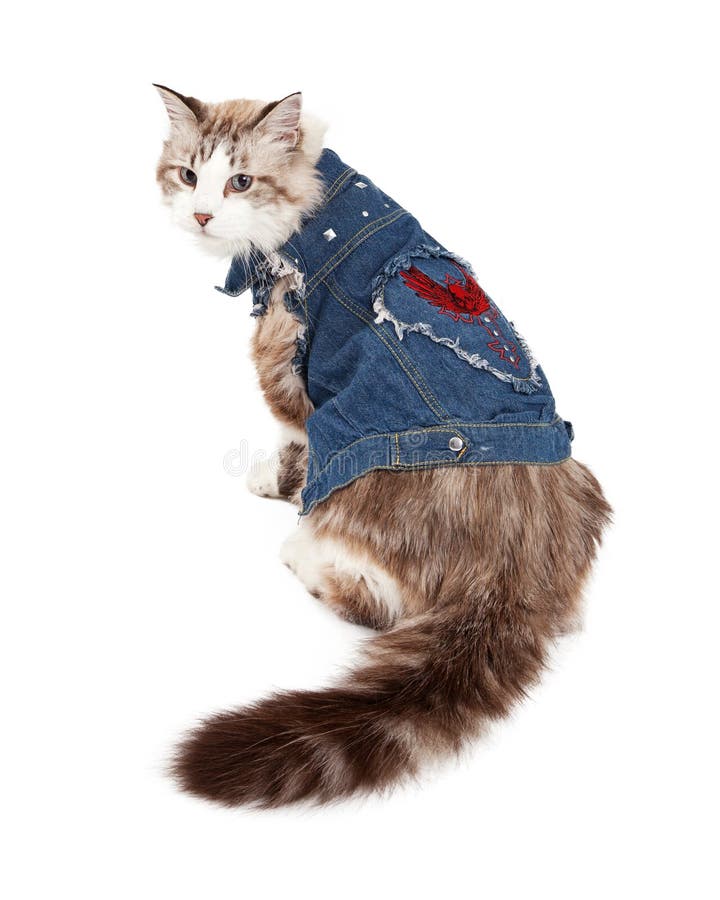 Inquisitive Ragdoll Cat Wearing a Jean Jacket Stock Photo - Image of ...