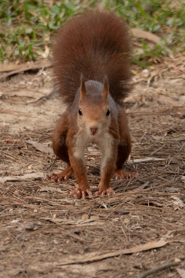 Inquisitive Red Squirrel Keeps an Eye on Things Stock Image - Image of ...