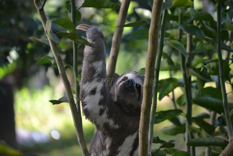 Inquisitive Sloth stock photo. Image of jungle, inquisitive - 42754710